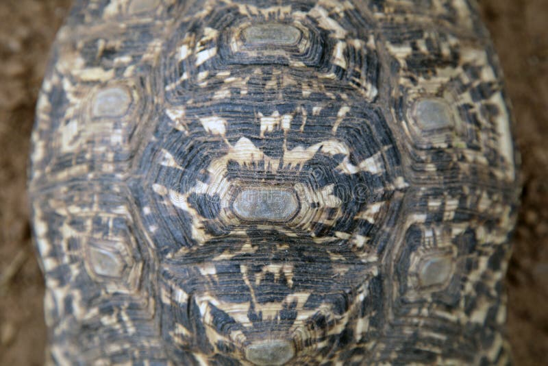 African tortoise stock photo. Image of animal, creature - 202967120