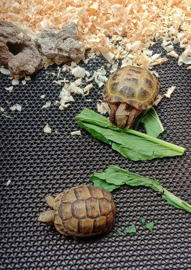 African Tortoise Testudo Graeca and Russian Tortoise Stock Photo ...