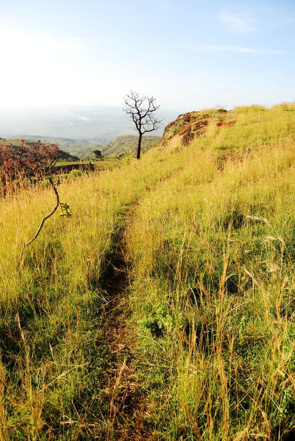 African Trail stock photo. Image of elgon, coffee, africa - 20086548