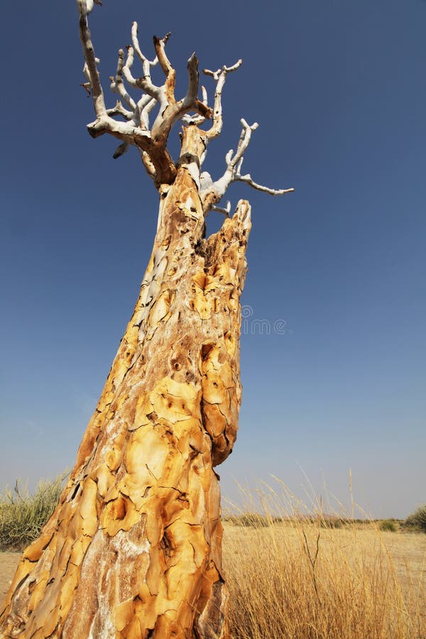 African tree stock photo. Image of southern, tree, scenic - 54155054