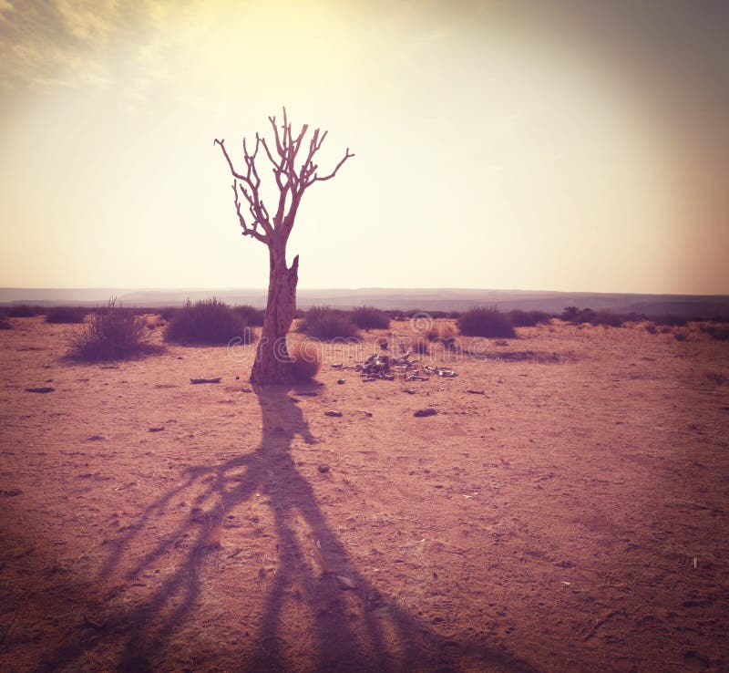 African tree stock photo. Image of blue, sunshine, southern - 54155090