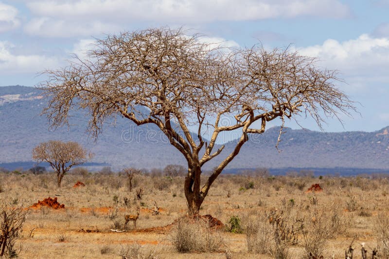 African tree with antilope stock photo. Image of africa - 265767134