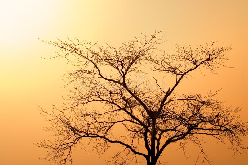 Tree at Dusk stock image. Image of tree, evening, nature - 595743