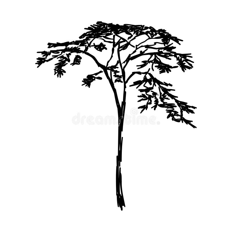African Tree Isolated Silhouette. Acacia Tree Silhouette Stock Vector ...
