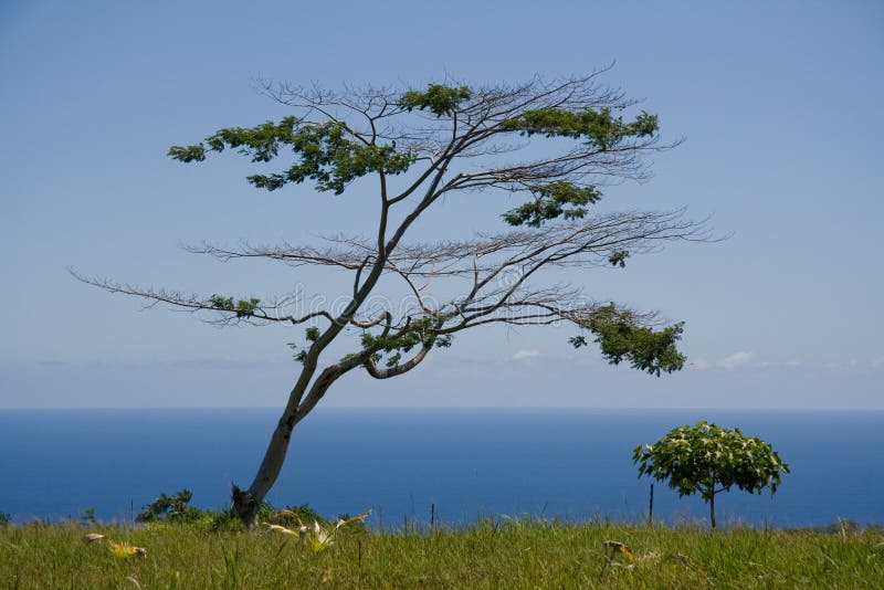 African Tree in Kona stock image. Image of landscape, water - 7108953