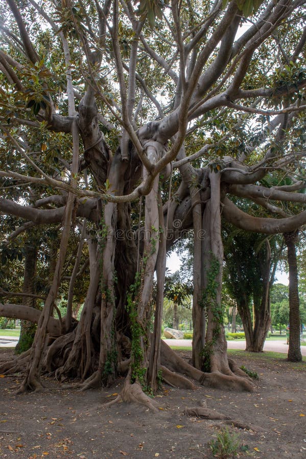 The African Tree is Old with Roots. Vertical Tree Trunks Stock Image ...