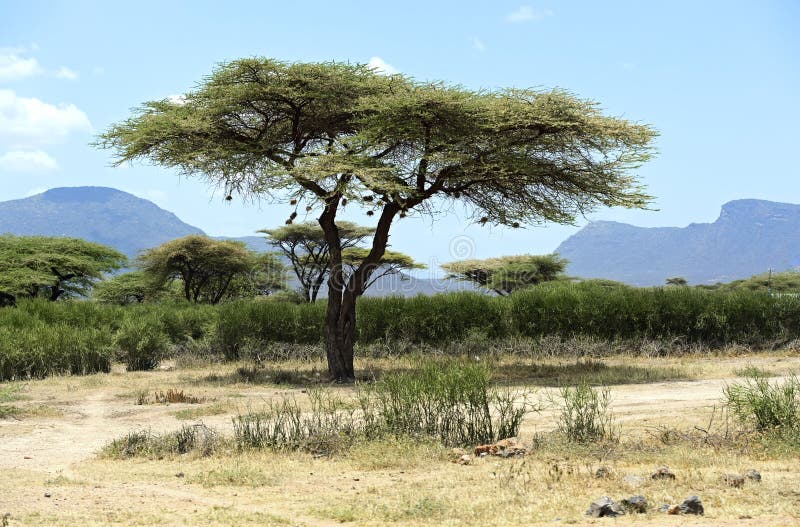 The Tree in the African Savanna Stock Photo - Image of landscape ...