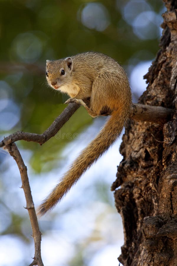 African Tree Squirrel - Botswana Stock Photo - Image of cepapi ...