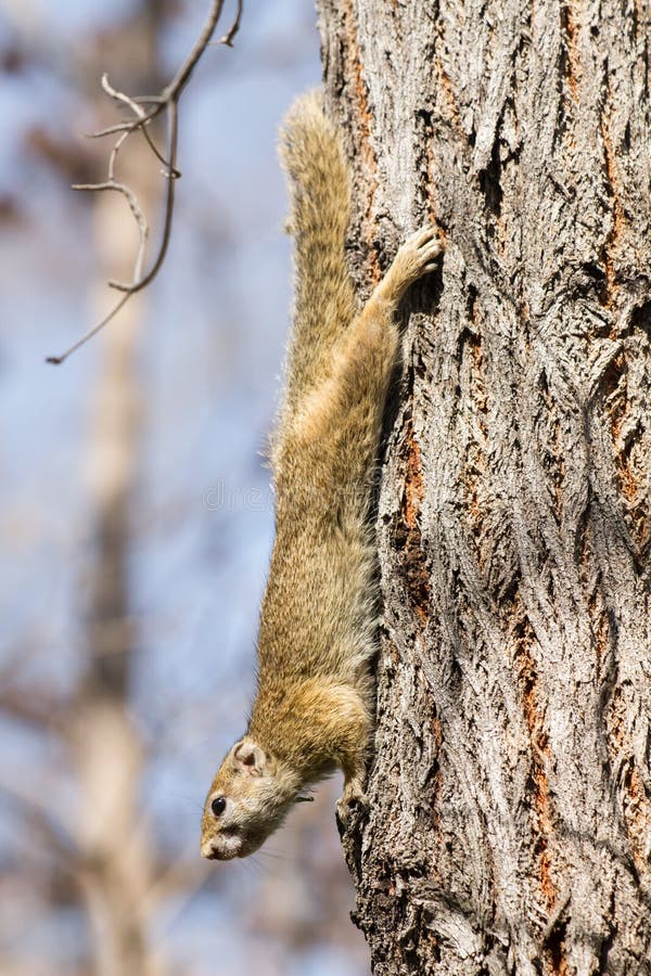 African tree squirrel stock image. Image of little, squirrel - 53615685