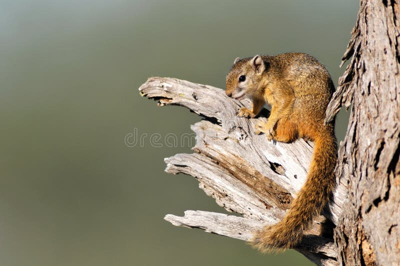 African Tree Squirrel stock photo. Image of creature - 43563258