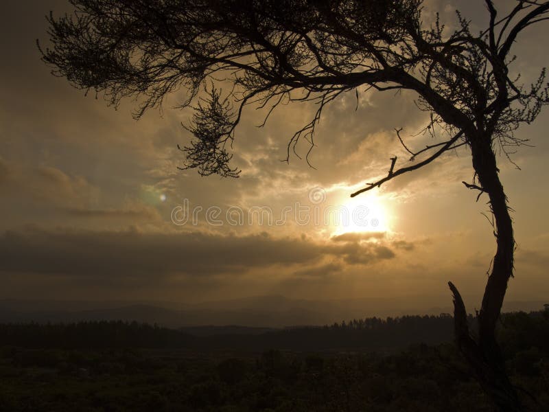 African tree at sunset stock image. Image of plant, african - 7290013