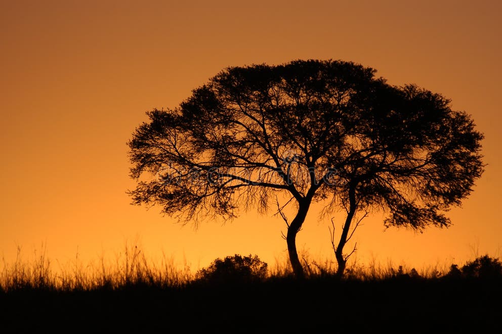 African Tree Sunset Silhouette Stock Photo - Image of colour, glow: 6714404