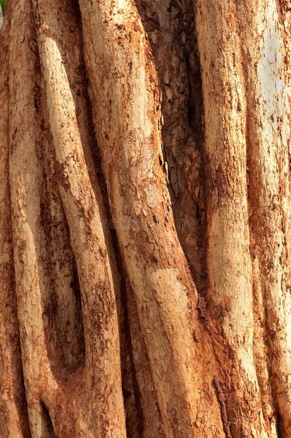 African Tree Trunk Closeup stock image. Image of woods - 40297289