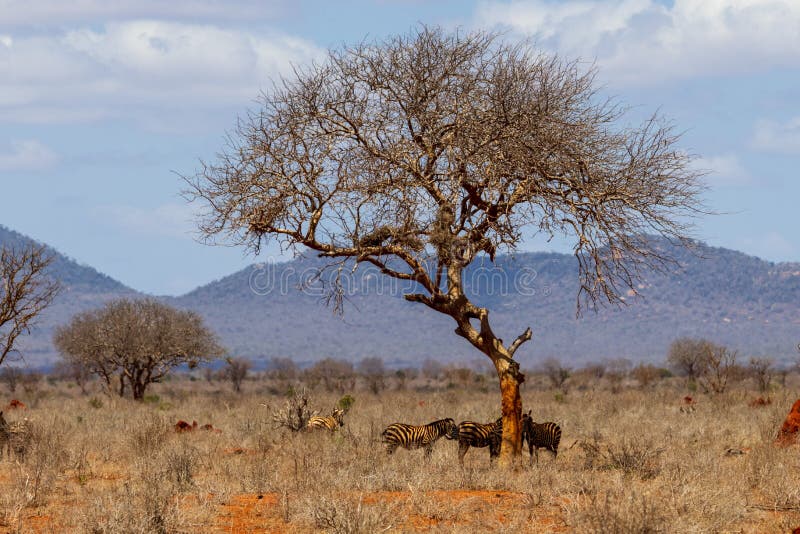 African tree with zebras stock photo. Image of safari - 265767022