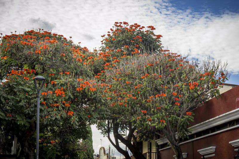 African Tulip Tree or Fire Tree Oaxaca Mexico Stock Image - Image of ...
