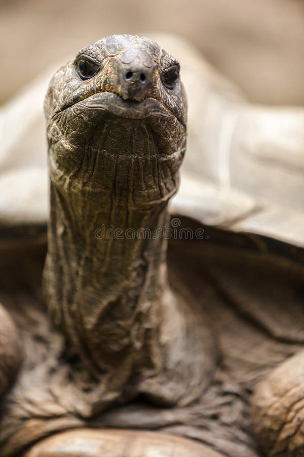 African turtle portrait stock image. Image of spurred - 25706489