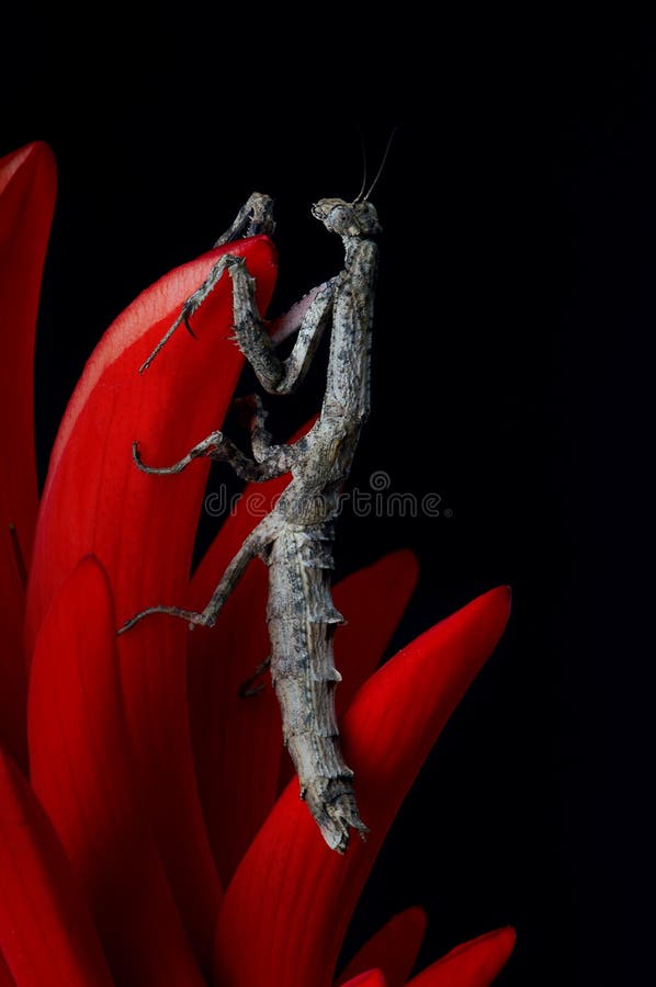 African Twig Mantis on a Coral Flower Stock Photo - Image of africa ...