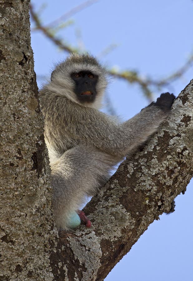 African vervet monkey stock photo. Image of white, wild - 97189324