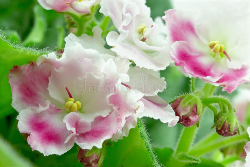 1,224 African Adobe Stock Photos - Free & Royalty-Free Stock Photos ...