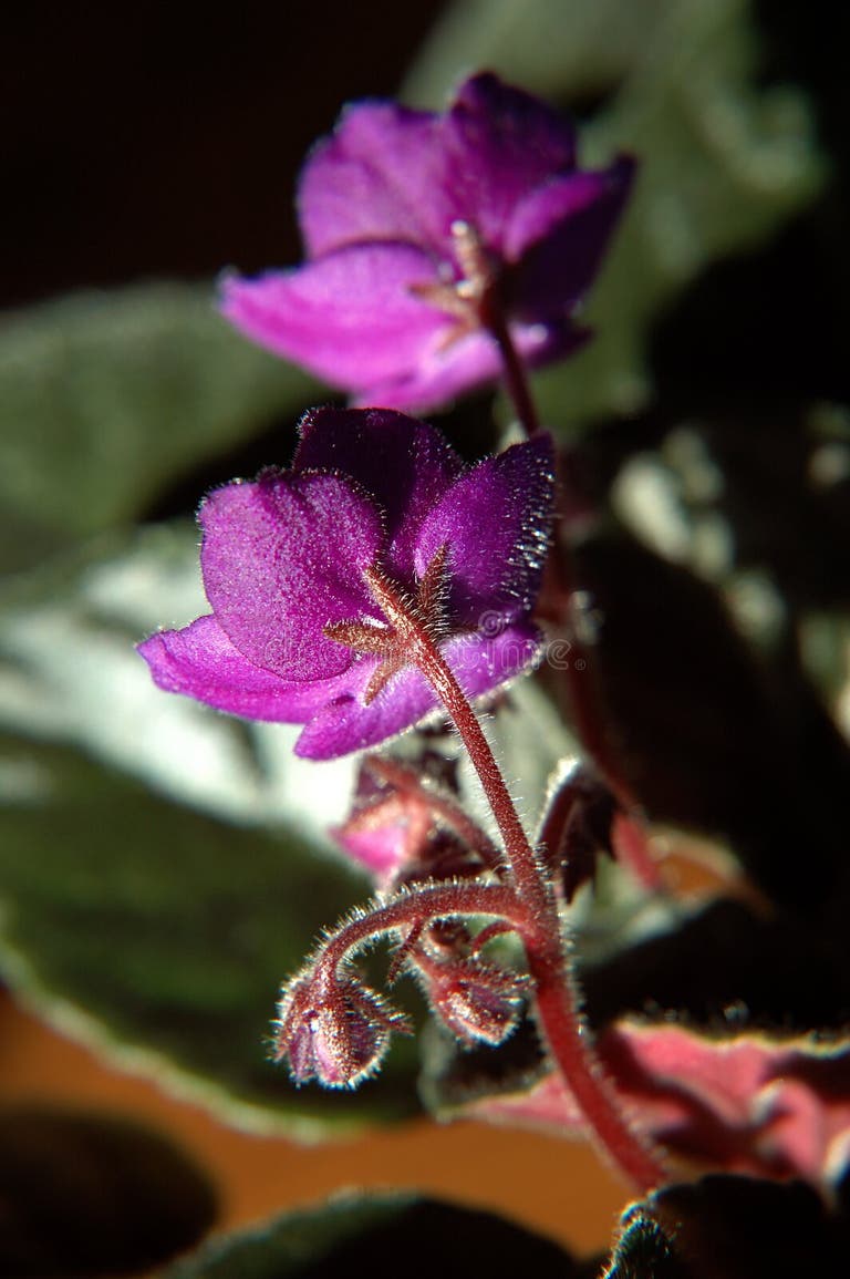 1,871 Potted African Violet Plant Stock Photos - Free & Royalty-Free ...