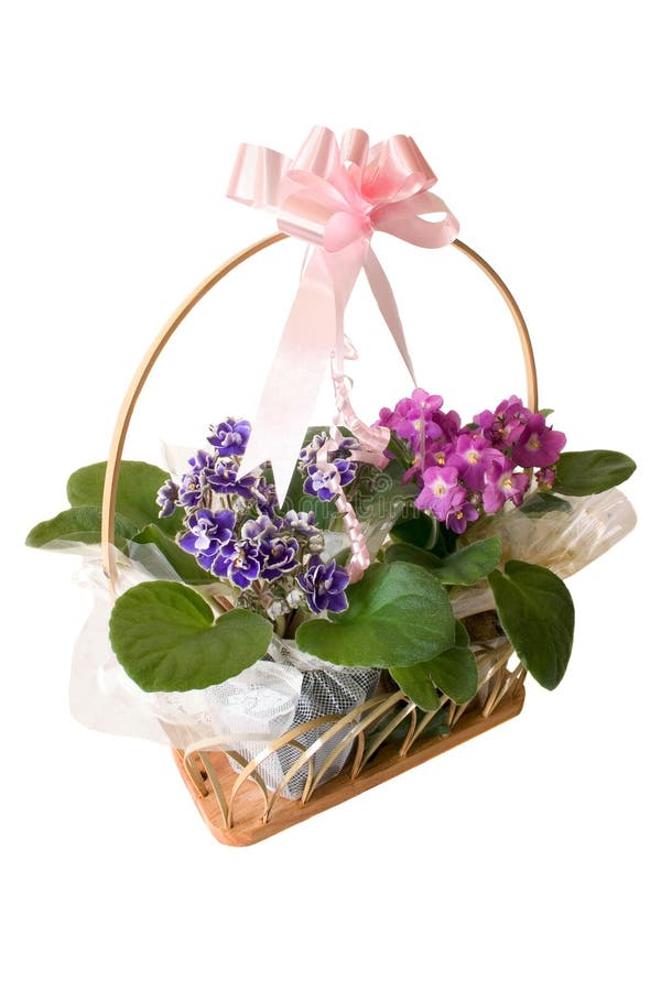 African violet basket gift stock image. Image of gift - 39057273