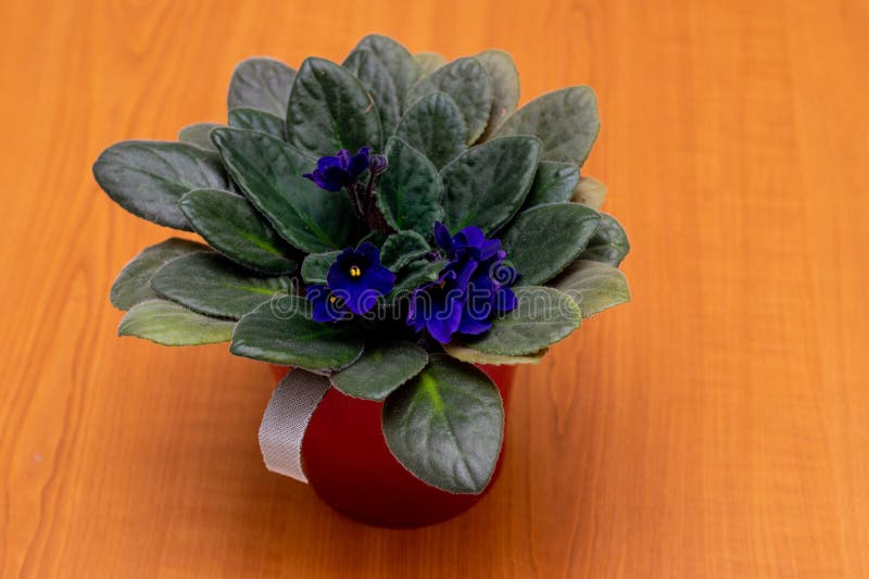 African Violet, Blue Flower in Pot on Wooden Table Stock Image - Image ...