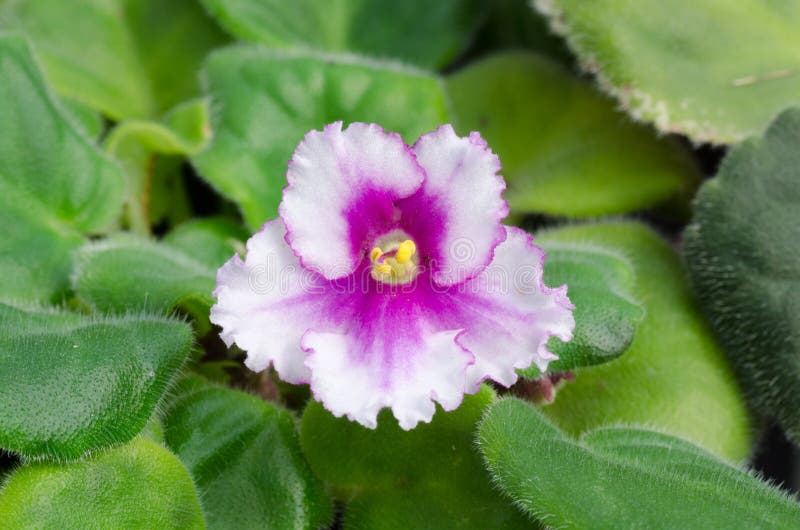 African violet stock image. Image of bloom, spring, houseplant - 36003051