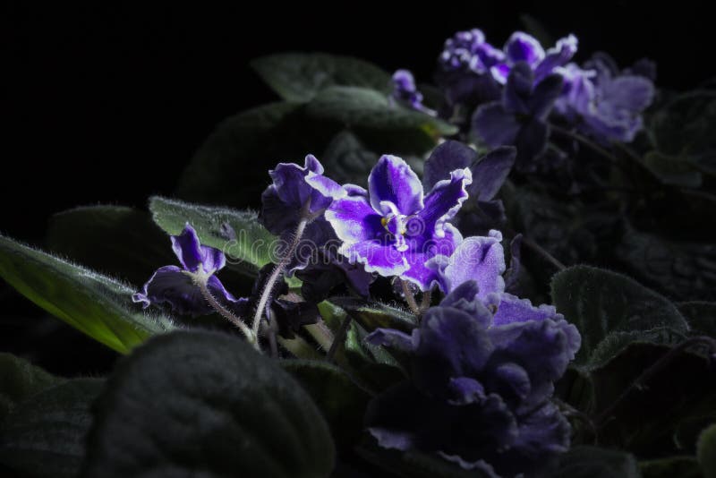 African violet in the dark stock photo. Image of healthy - 91143892