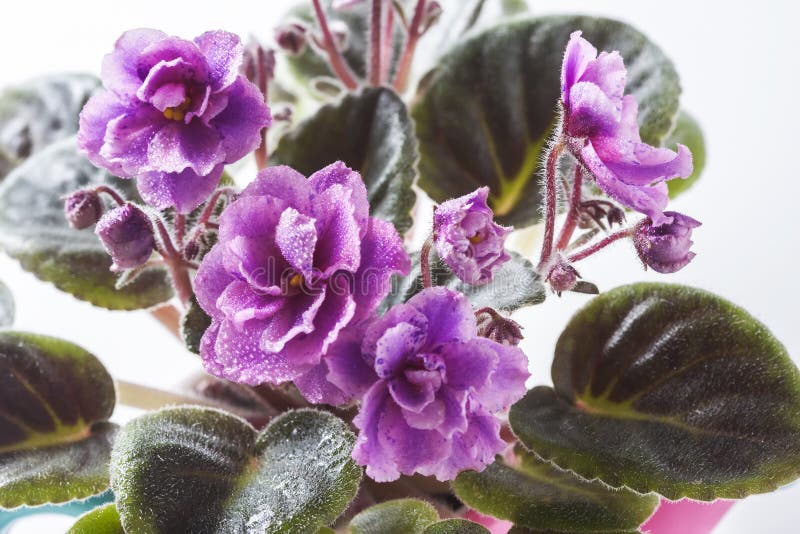African Violet in Flower Pot, Isolated on White. Stock Photo - Image of ...