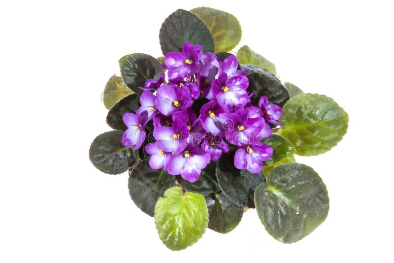 African Violet with Mass of Mauve Flowers Stock Photo - Image of bloom ...