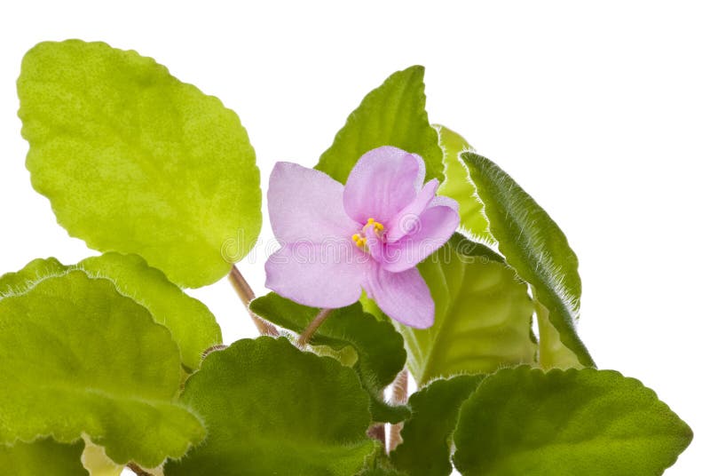 African Violet - Saintpaulia Ionantha Stock Image - Image of isolated ...