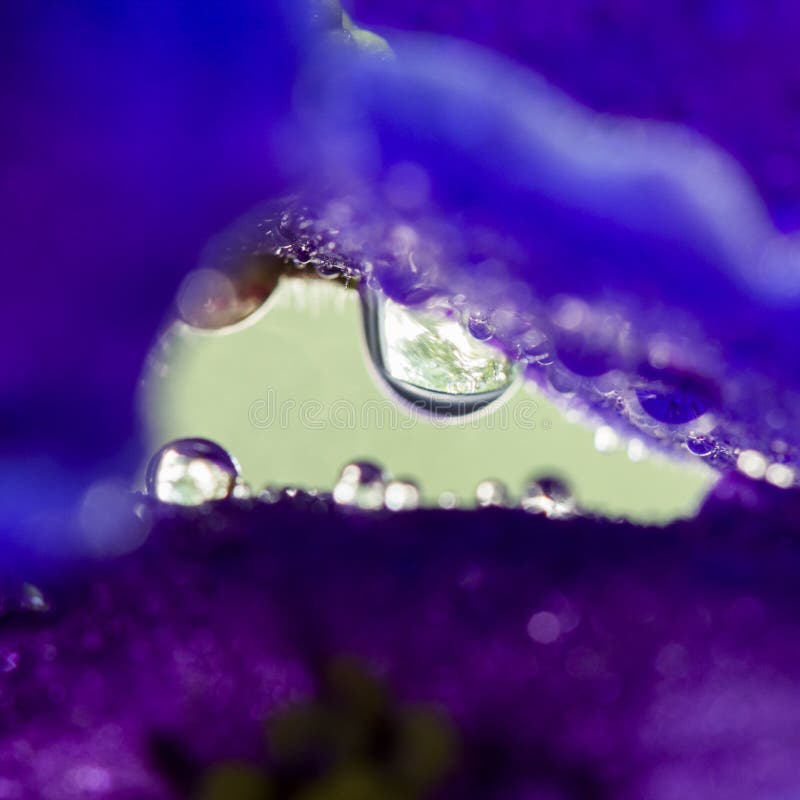 African Violet with Water Drops Stock Image - Image of abstract, indoor ...
