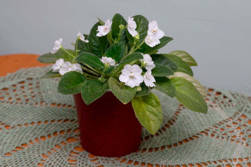 Violet crochet stock image. Image of create, hand, fiber - 31576891