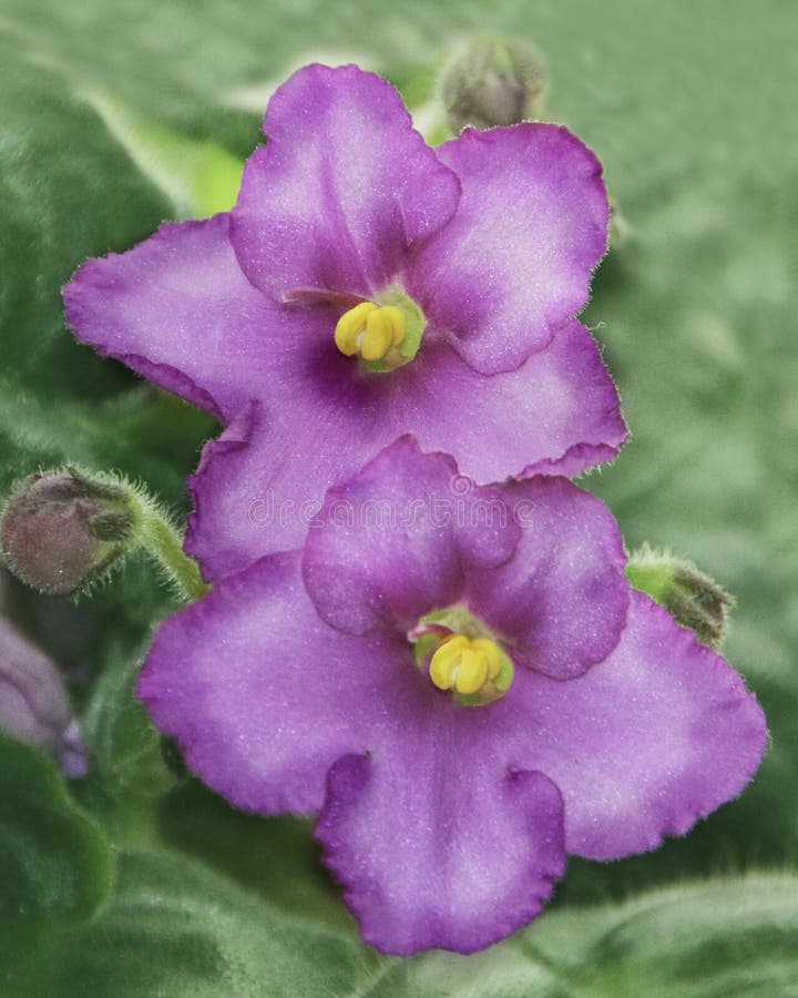 African Violets Blooming Close - Up View Stock Photo - Image of violet ...