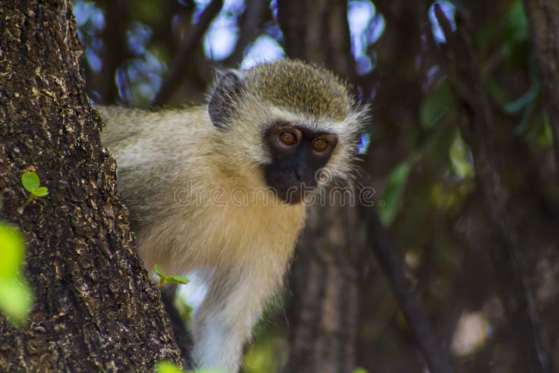 African Vivid Monkey Sitting in the Tree Stock Photo - Image of vivd ...