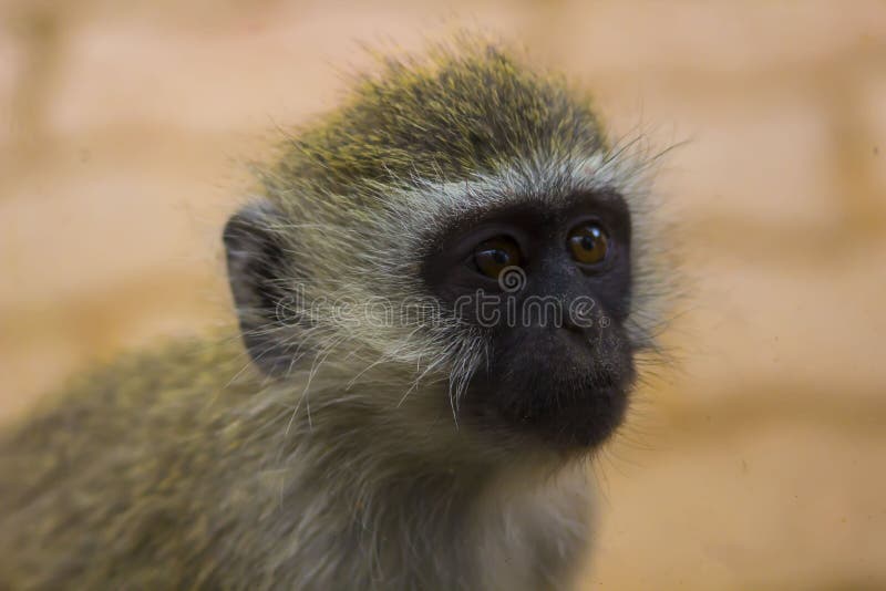African Vivid Monkey in Tree Stock Image - Image of animals, walking ...