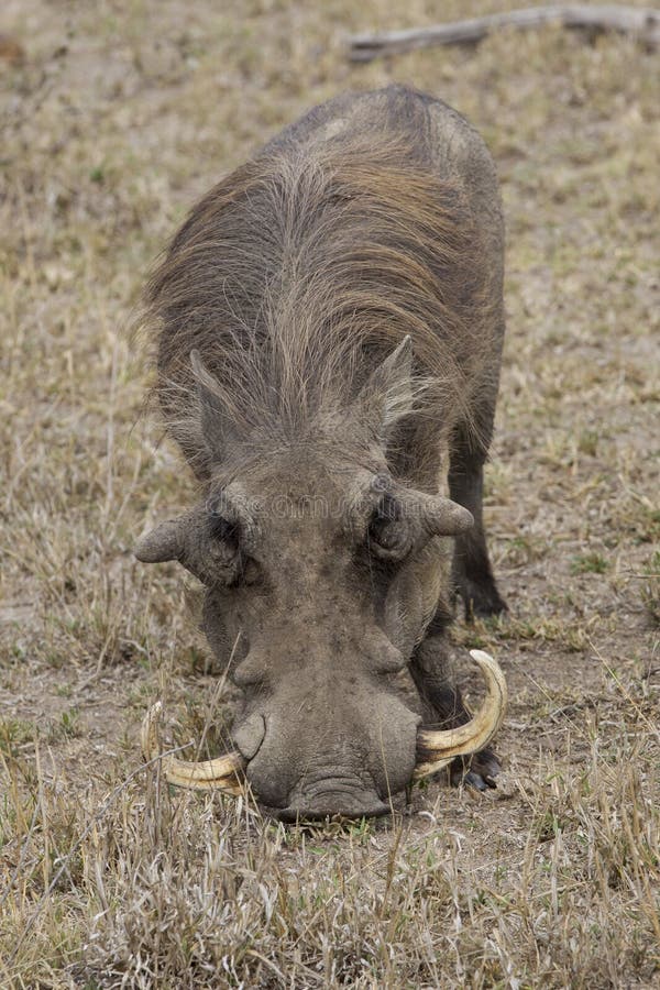 African Warthog Eating Grass Stock Image - Image of eating, large: 47491329