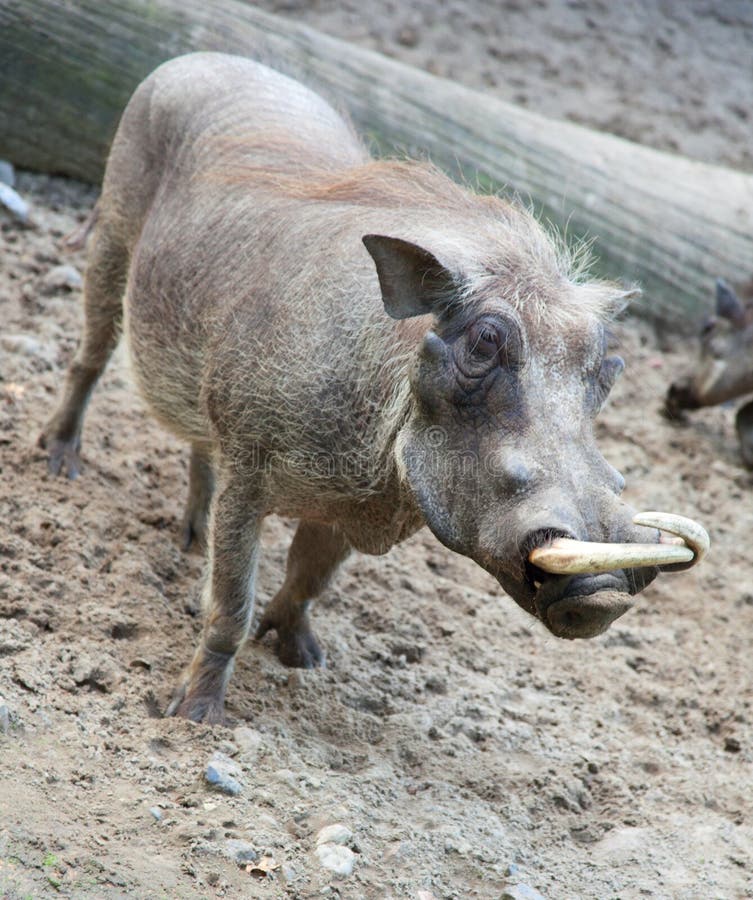 African warthog in nature stock photo. Image of tusk - 18216062