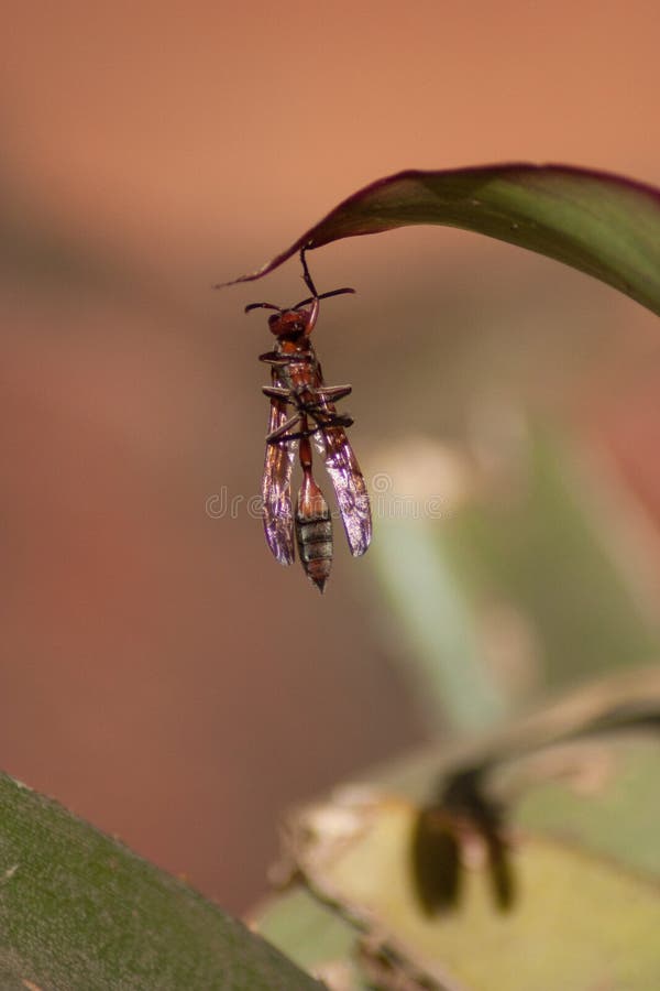 African Wasp stock photo. Image of wasps, africa, belanogaster - 55978104