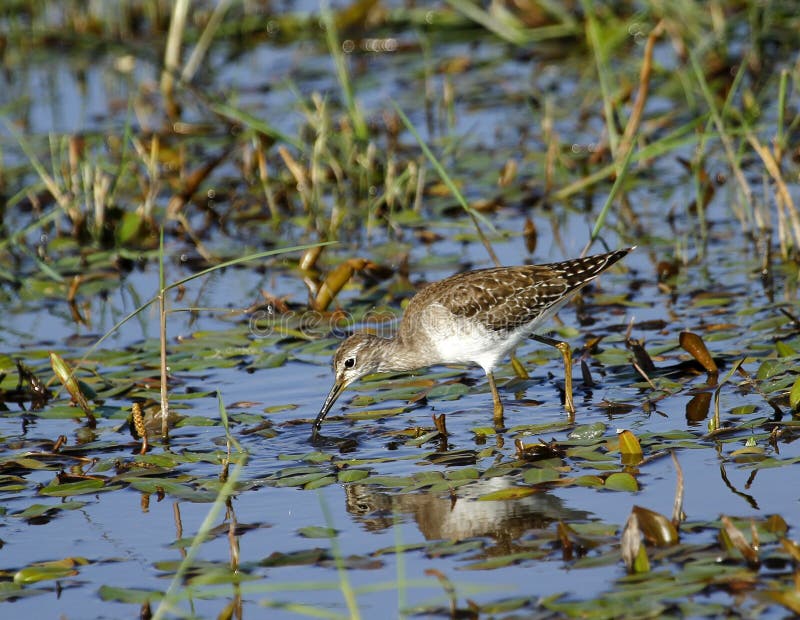 African Water Buck stock photo. Image of kuro, magnificent - 19866764