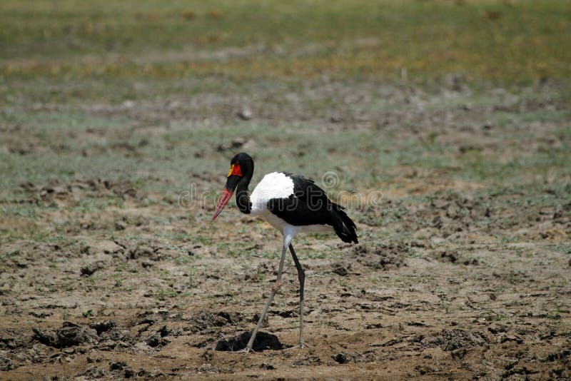 African Water Birds stock image. Image of elegant, delta - 44454305