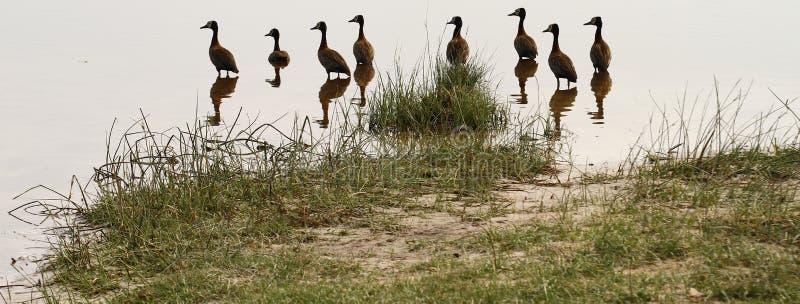 African Water Birds stock photo. Image of africa, dunlin - 47010074