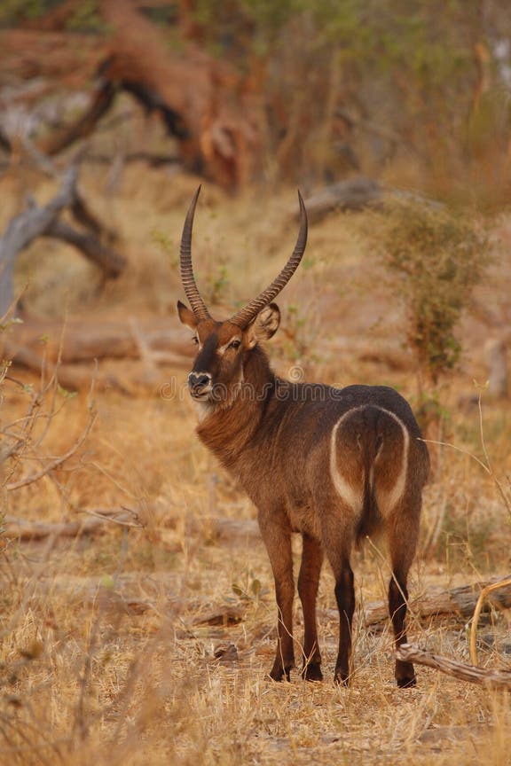 African Water Buck stock photo. Image of kuro, magnificent - 19866764
