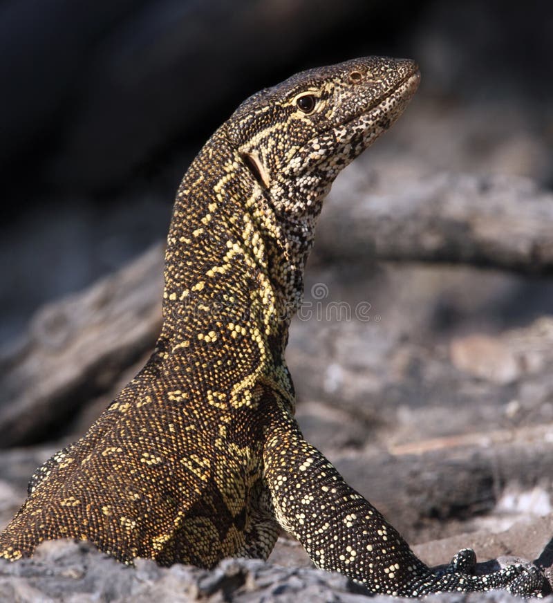 Peacock monitor stock photo. Image of yellow, lizard - 15569220