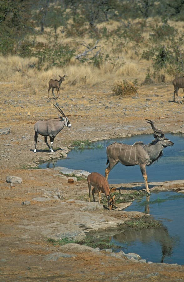 African Waterhole stock image. Image of water, etosha - 4180553