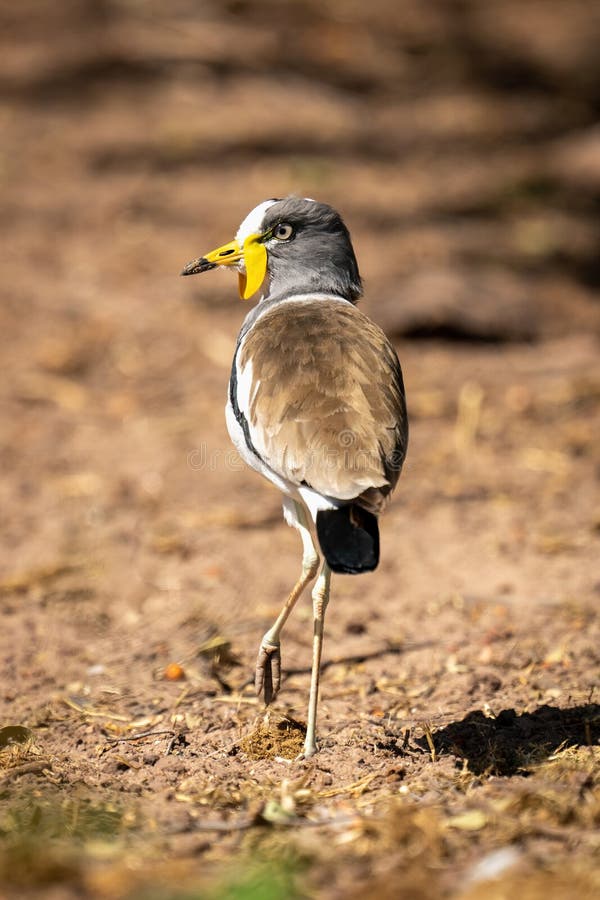 African Wattled Lapwing Walks Away Turning Head Stock Image - Image of ...