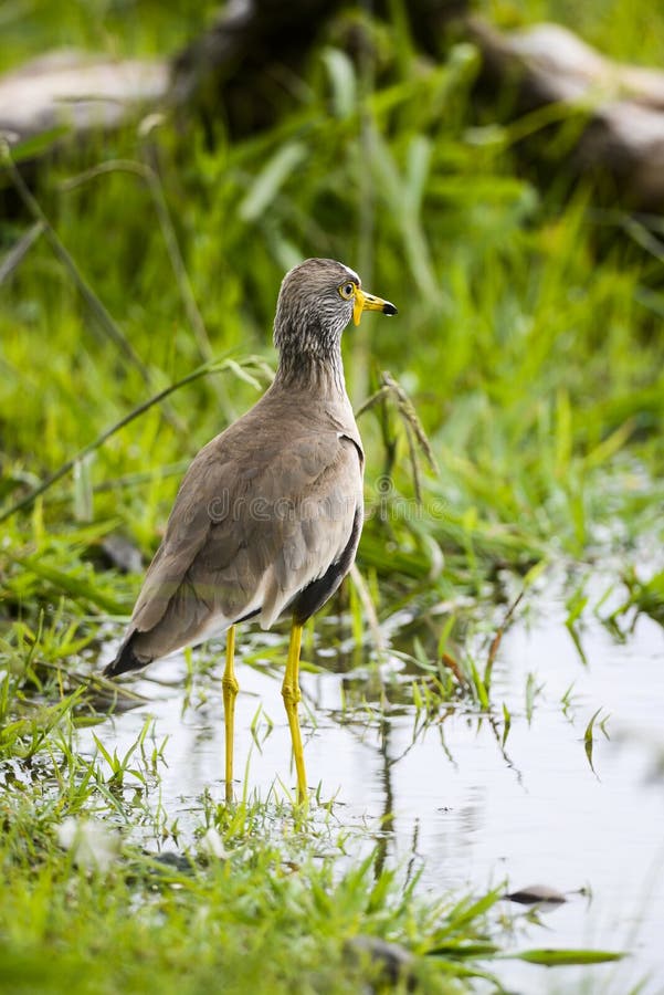 African Wattled Lapwing Lifting a Leg Stock Image - Image of yellow ...