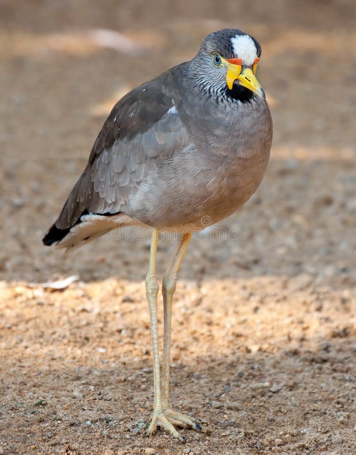 Wattled Plover stock photo. Image of plover, beak, senegallus - 24403634