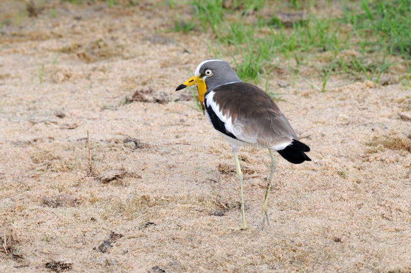 African Wattled Lapwing stock image. Image of hood, life - 56853923