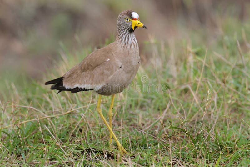 African Wattled Plover stock image. Image of wildlife - 23363215